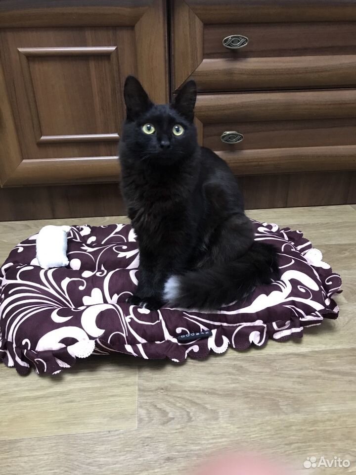 Хвостик любящему хозяину