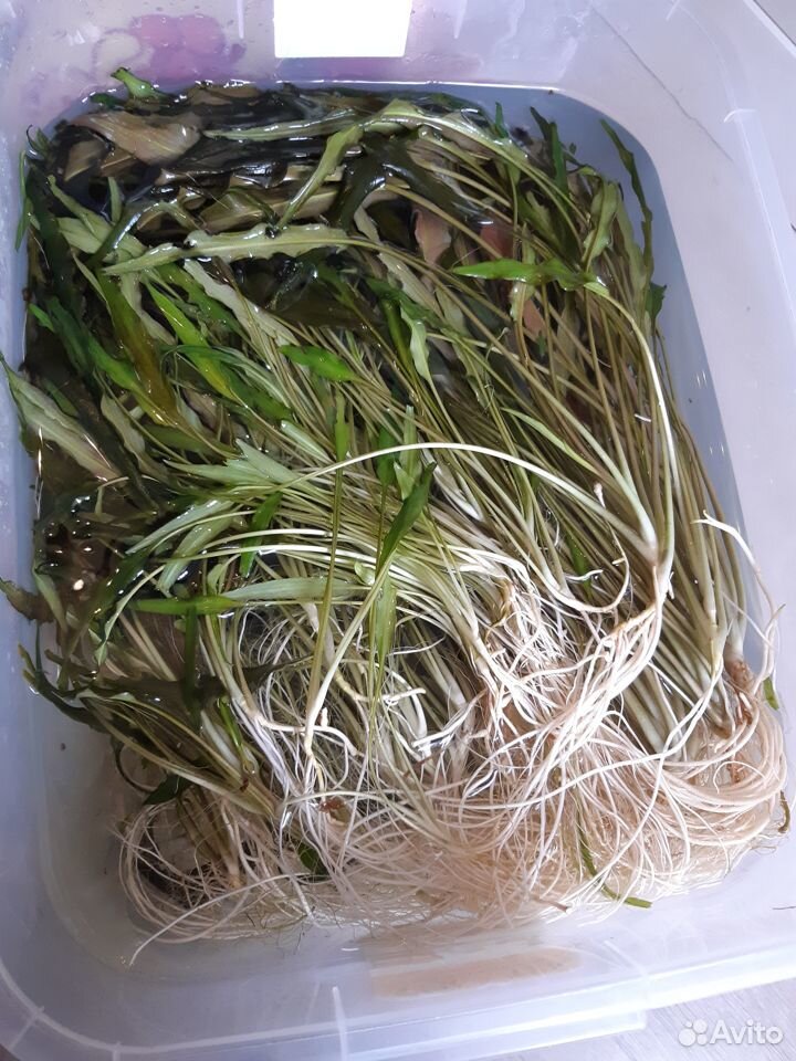 Криптокорина. Акваримные растения