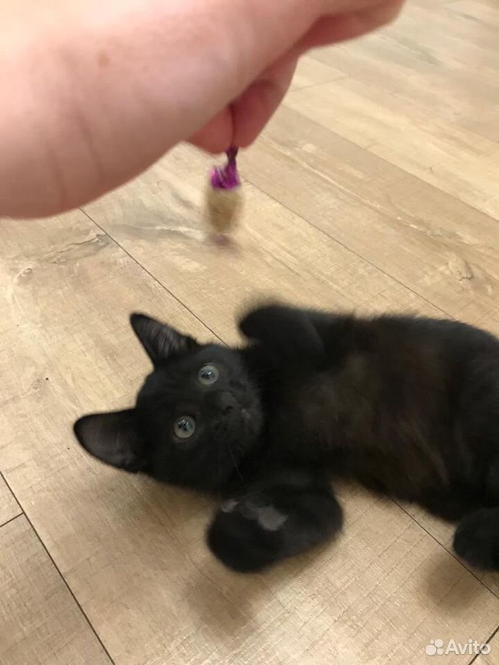 Котенок пришёл во двор, мы взяли на передержку