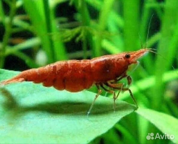 Креветки Черри