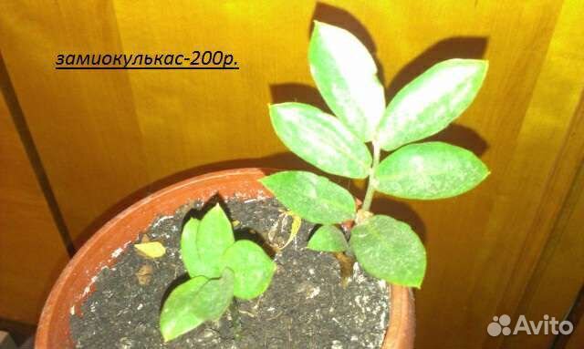 Растения микс