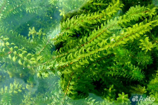 Растение Элодея