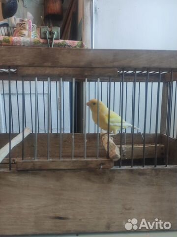Кенар