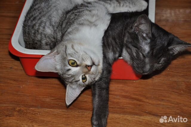 Две кошечки - сестрёнки ищут заботливых хозяев