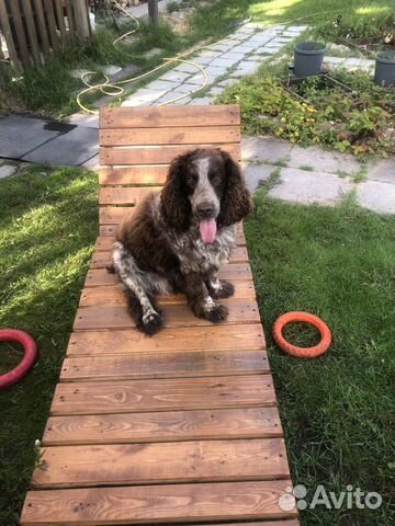 Русский спаниель вязка
