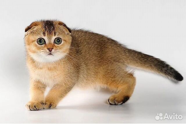 Кошечка Шотландская вислоухая