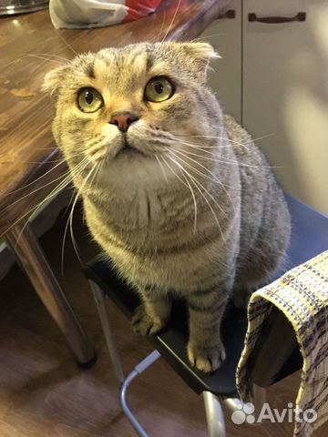 Кот для вязки