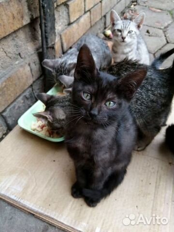 Кошка в дар
