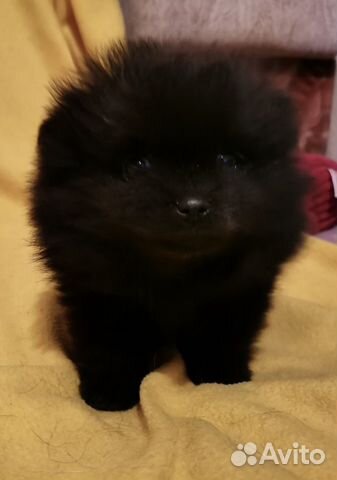 Щенок немецкого шпица