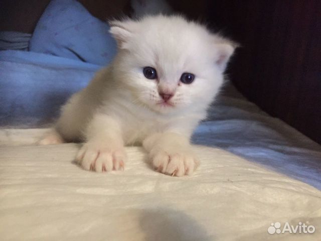 Шотландские котята