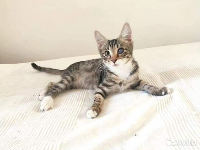 Котенок Гизмо в добрые руки