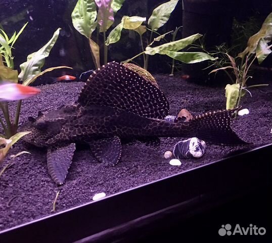 Обменяю сома 30см