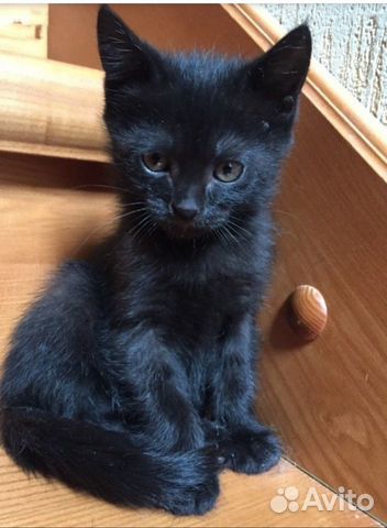 Черный котенок