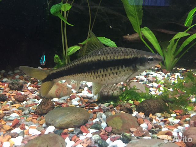 Анциструс (акулий сом) 10 см