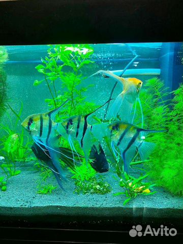 Рыбки скалярии