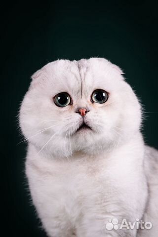 Вязка скоттиш-фолд