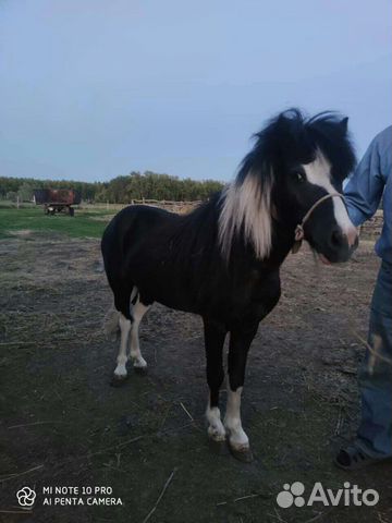 Пони (обмен)