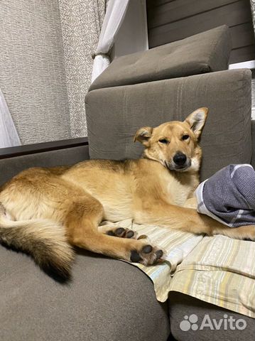 Ласковая Грета