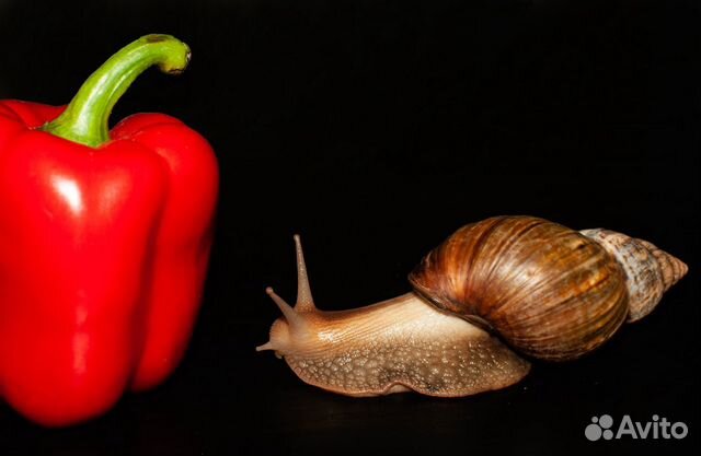 Фу, убери это: ахатина, питомец не для всех