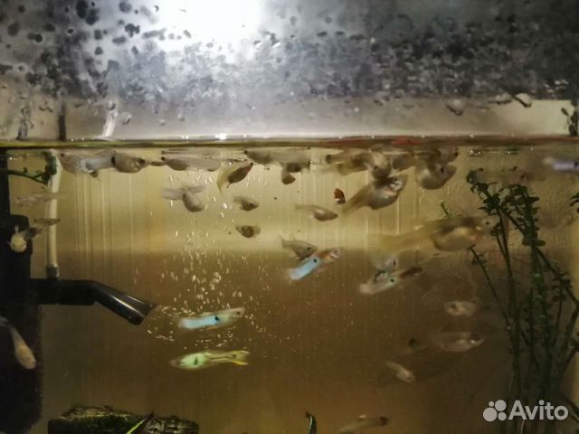 Аквариумные рыбки