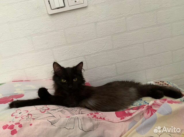 Молодой шикарный котик