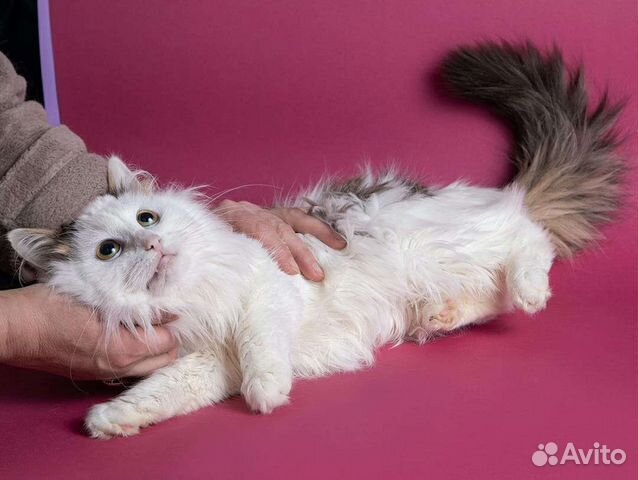 Сибирский котик подросток Кузя в дар