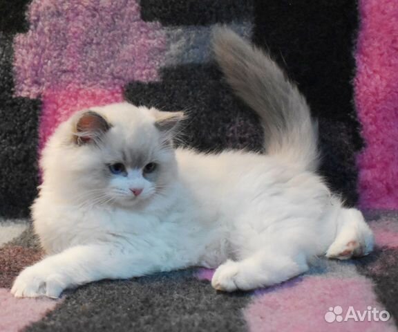 Котята рэгдолл