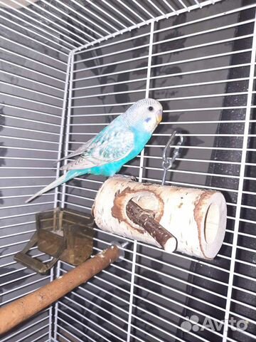 Птенцы волнистого попугая