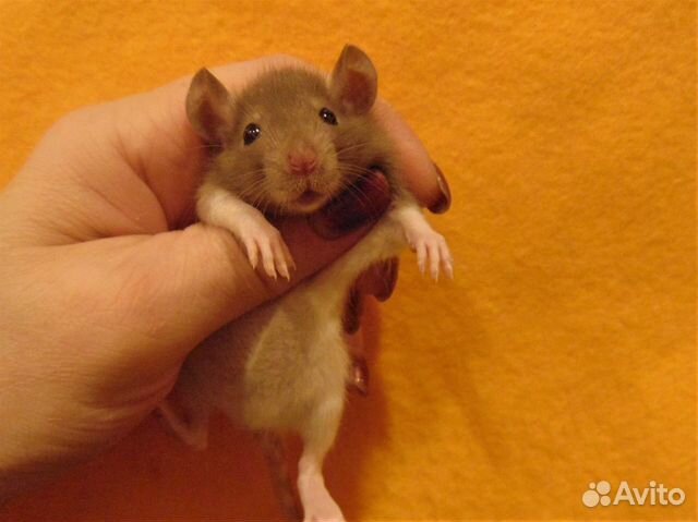 Крысята хаски, сиамы, шоколадные капюшоны, клетки