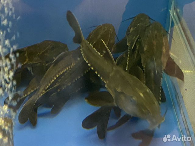 Оксидорас нигер, Панак 330 (Арбуз )