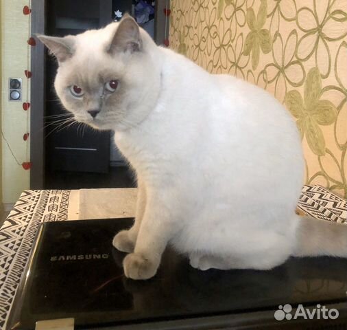 Британский кот для вязки