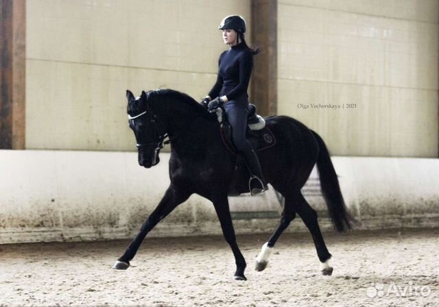 Тракененская кобыла 2017гр в спорт