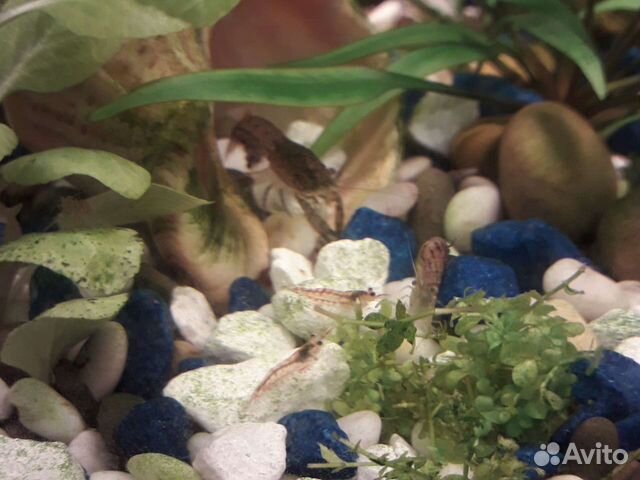 Креветки chery