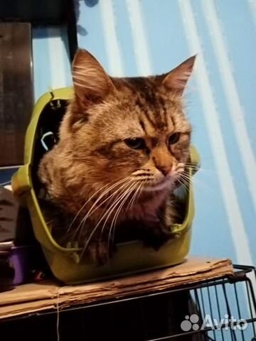 Отдам замечательного котика (похож на сибирского)