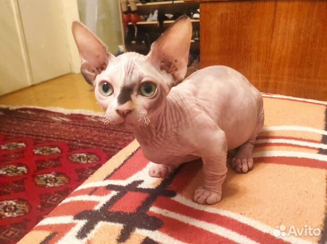 Канадский сфинкс бамбино