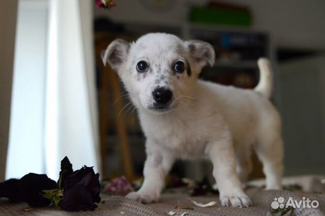 Отдам щенка Боню