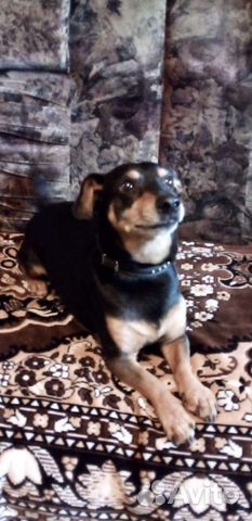 Ищем невесту