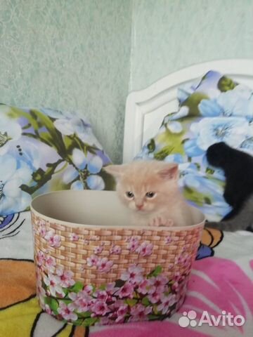 Котята