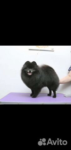 Вязка Шпиц черный померанский