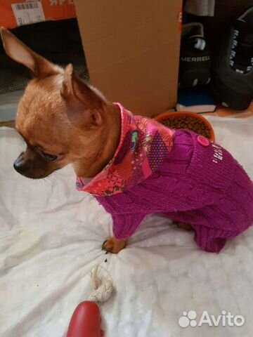 Продам девочку чихуашку очаровашку