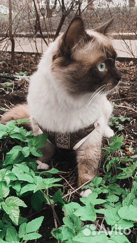 Ищем опытную кошку на вязку