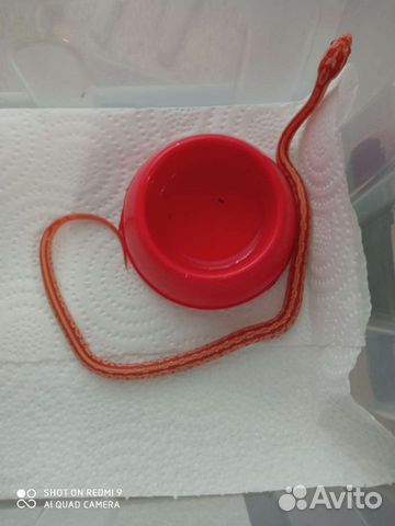 Маисовый полоз