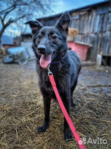 Беляш в добрые руки