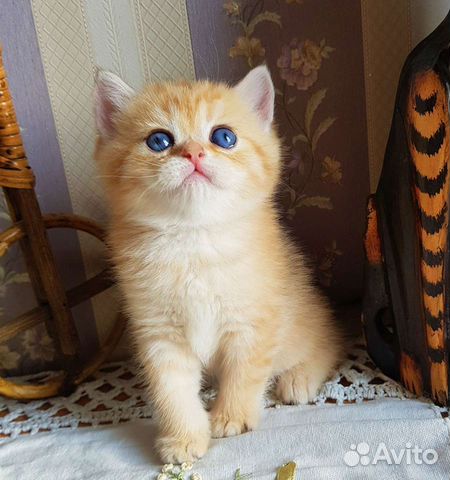 Солнечный плюшевый котик-шиншиленок