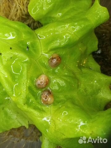 Улитки ахатины гибрид