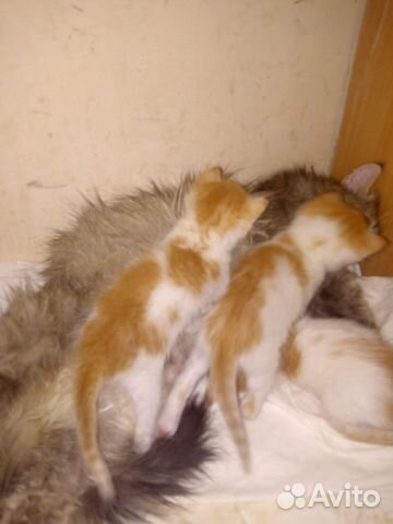 Котята бело-рыжие, возраст 2 мес