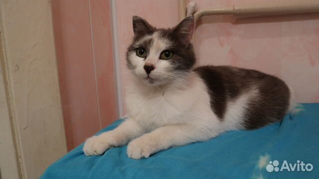 Последний шанс стать домашней И любимой