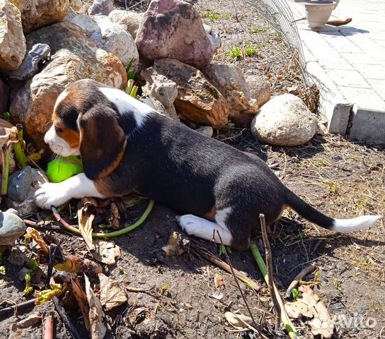 Малыш Биглюша