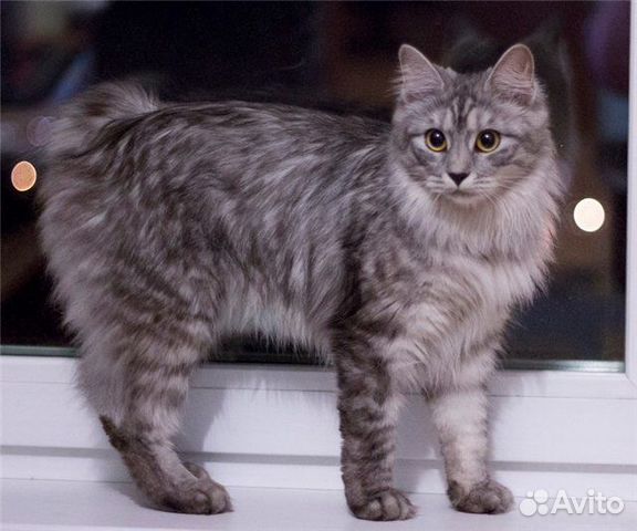 Курильский бобтейл