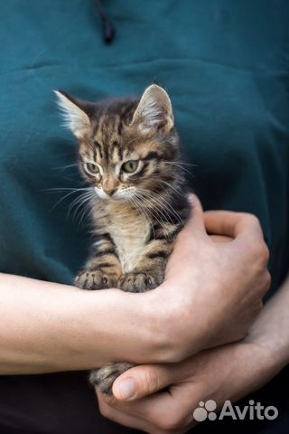 Котенок, 1,5 мес